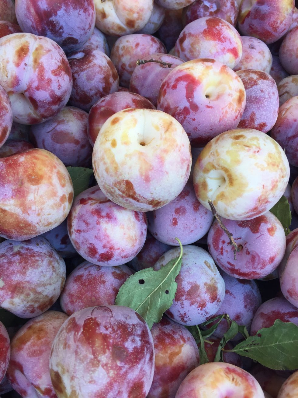 Color Projects - Serbin Studio